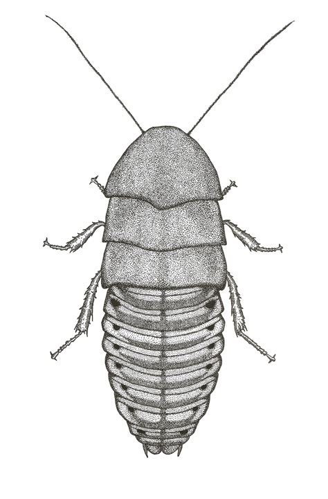 Cockroach Paintings Search Result At