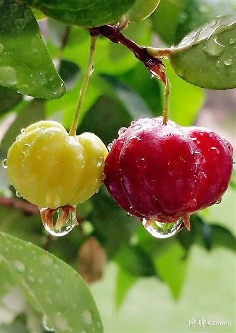 Surinum Cherry Arbol De Frutas Frutas Y Verduras Frutas Exóticas