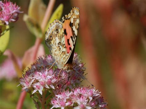 배경 화면 나비 한 마리 작은 분홍색 꽃 1920x1440 그림 이미지