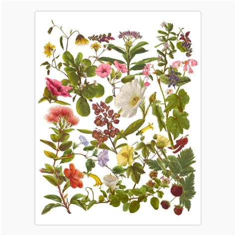 Onim Native Hawaiian Flowers Botanical Design Sticker Phone Decal