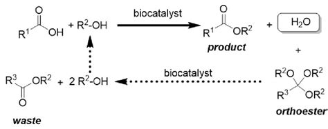 Schematic Representation Of The Irreversible Biocatalysed Download