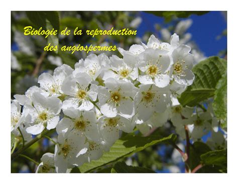 Solution 7 Reproduction Des Angiospermes Studypool