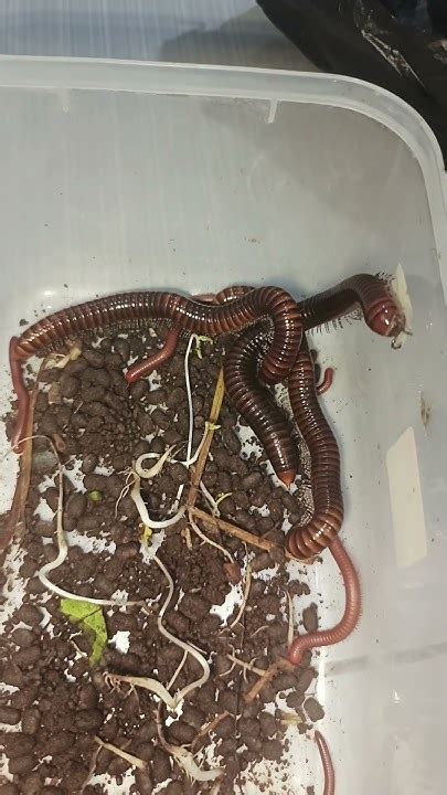 Kaki Seibu Millpede 😱trendingshorts Youtube