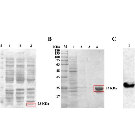 Primer Sequences And Cloning Sites Used For Gene Fragment Amplification Download Scientific