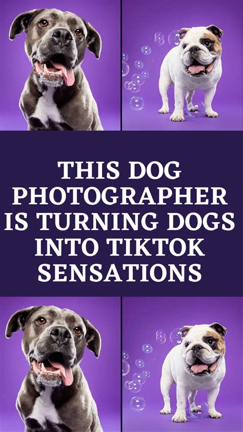 This Dog Photographer Is Turning Dogs Into Tiktok Sensations Artofit