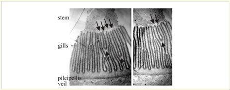 Mushroom Under Microscope Labeled