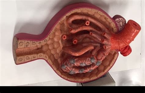 Renal Lab Test 1 Diagram Quizlet