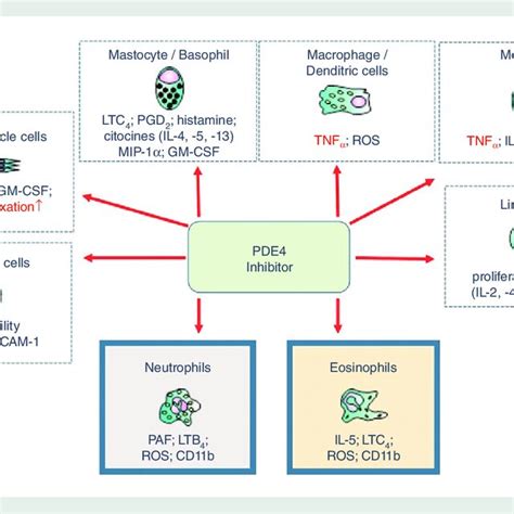 Effects Of Pde 4 Inhibition On Pulmonary Inflammatory And Download