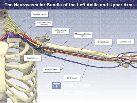 The Neurovascular Bundle Of The Left Axilla And Upper Arm