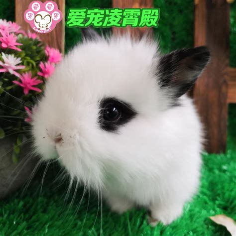 热卖纯种侏儒兔子活体活物迷你猫猫兔侏儒道奇兔宠物专业批发 阿里巴巴