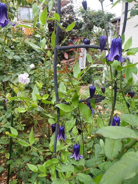 クレマチス ロウグチ バラの育て方 挿し木 鉢植え 剪定 増やし方