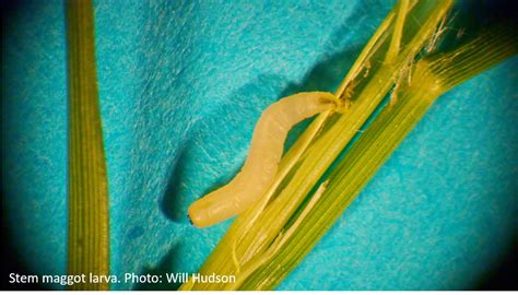 Bermudagrass Stem Maggot In Ga Turf Turf And Ornamental Pest Management