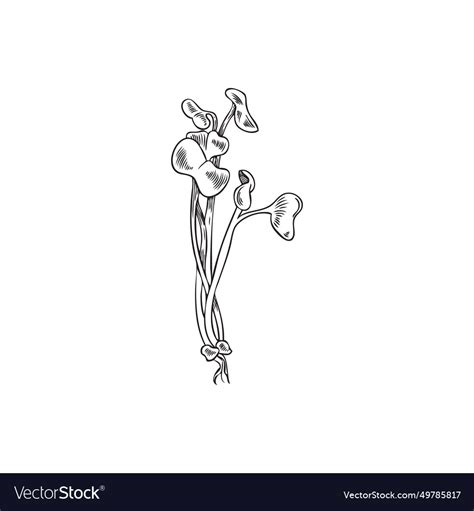 Fresh Radish Sprouts Of Growing Microgreens Sketch