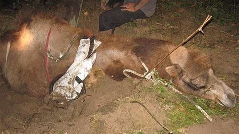 Oregon Camel Rescue Fox News