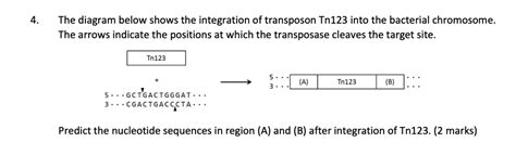 Solved 4 The Diagram Below Shows The Integration Of Transposon Tn123