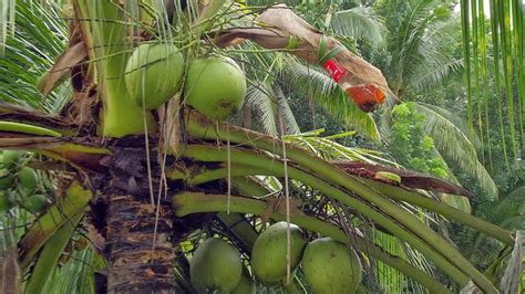 What You Should Know About This Exotic Drink Tuba — Ngo Your Meal
