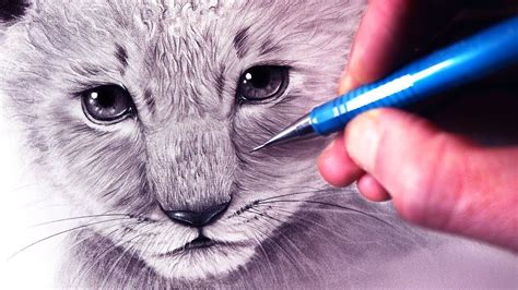 How To Draw A Lion Cub Youtube