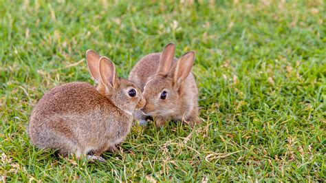 Ear Mites In Rabbits Diagnosing Risks Prevention And Treatment Here