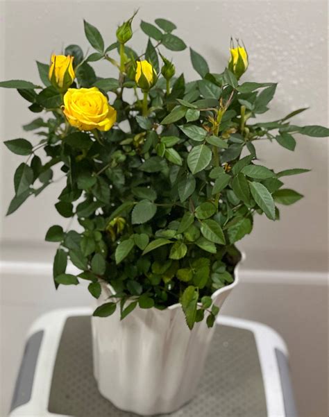 Барын ШАР САРНАЙ голланд сорт том цэцэгтэй ҮНЭ 35К Сарнай нь хайр хүндлэл хүсэл