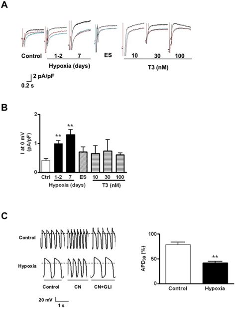 Non Cell Autonomous Cues For Enhanced Functionality Of Human Embryonic