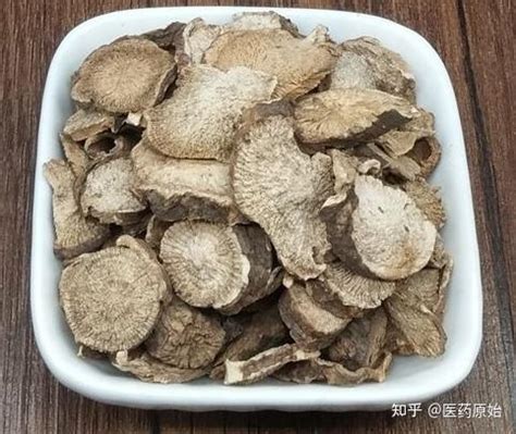 带你识别华山参 知乎