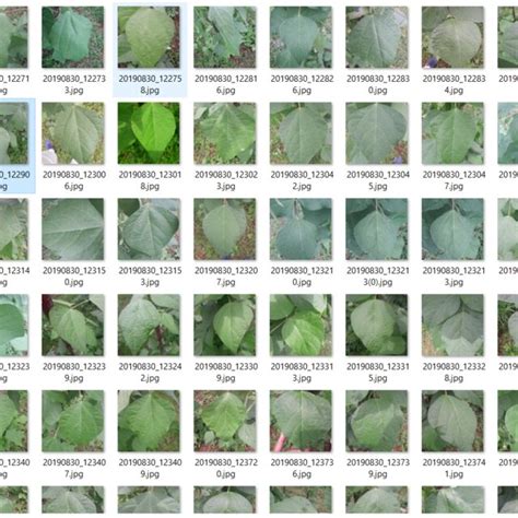 Image Classification Stages Used For Diseases Propagation Download