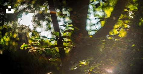 녹색 잎 나무의 선택적 초점 사진 사진 Unsplash의 무료 아침 이미지