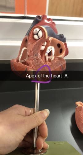 Bio 201 Lab Practical 3 Flashcards Quizlet