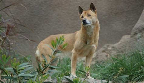 Are New Guinea Singing Dog The Most Intelligent Dogs