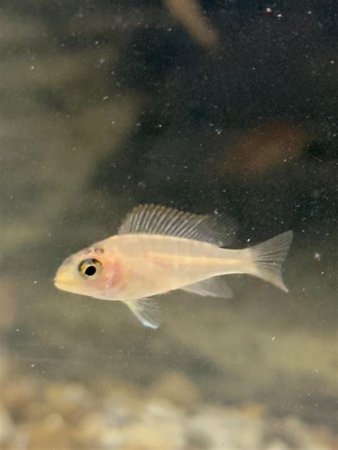 Cichlid Breeding Rcichlid