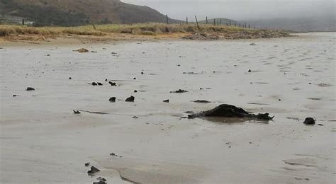 Shifting Sands Reveal Evidence Of Ancient Woodlands In Kilcummin
