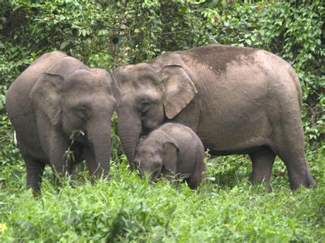 Bornean Elephant Species Wwf