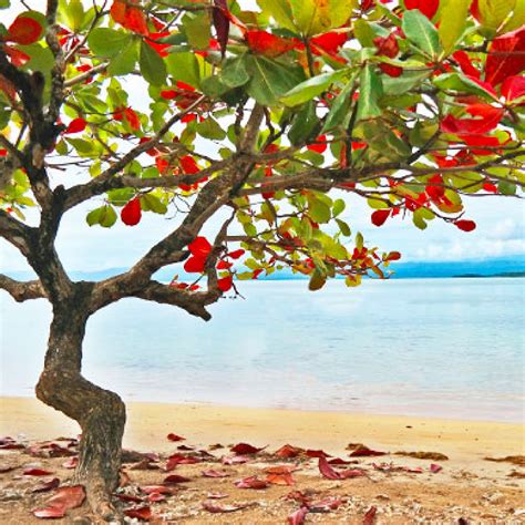 Indian Almond Tree Ima