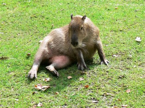 El Ojo Del Buitre Capibara Hydrochoerus Hydrochaeris