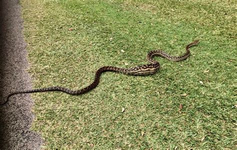 Caution Python Crossing Paluma Our Village In The Mist