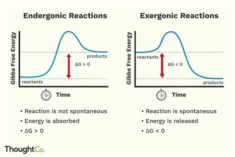 Understanding The Energy Flow In Exergonic Reactions A Diagrammatic