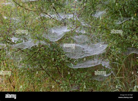 Sheet Web Spider Money Spider Sheet Web Weaver Line Weaving Spider Line Weaver