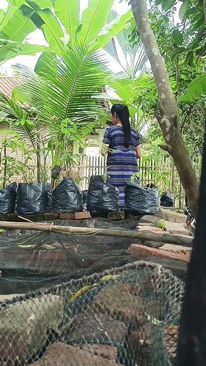 Perawan Desa Youtube