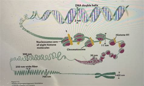 Genetics Lecture 10 Chromosome Structure And Transposable Elements