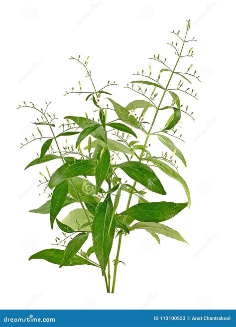Andrographis Paniculata Plant On White Background Stock Image Image Of Cough Bacteria 113100523