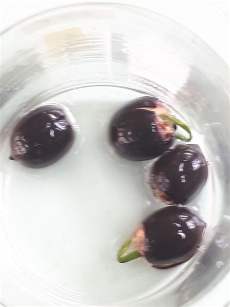 自然與生活科技 四年級上學期第二單元水域環境 挺水性水生植物 荷花種植