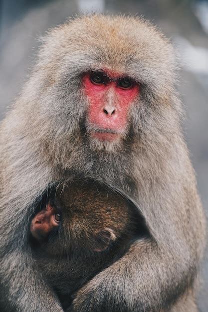 Premium Photo Close Up Of A Monkey Looking Away