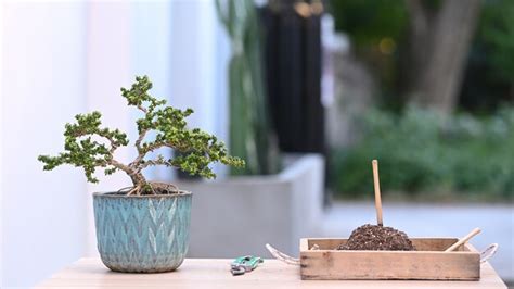 Premium Photo A Small Bonsai Tree In A Ceramic Pot And Bonsai Pruning Tools On Wooden Table