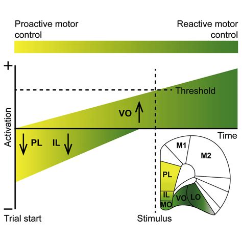 A Functional Gradient In The Rodent Prefrontal Cortex Supports