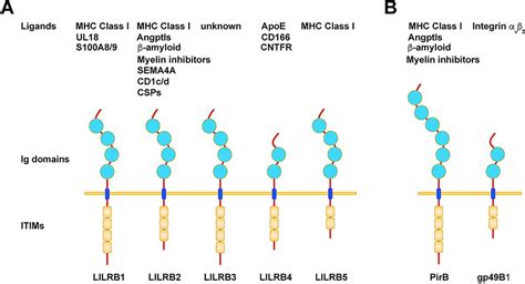 A Summary Of Lilrb Receptors In Cancer Mi Deng