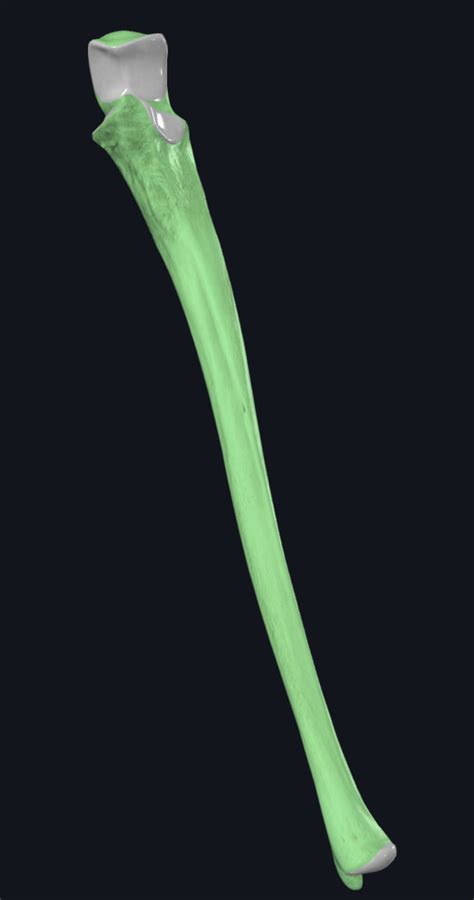 Forearm Posterior Diagram Quizlet Forearm Posterior Diagram Quizlet