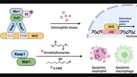 将其保留在家族中：如何在 Keap1 介导的细胞信号传导中找出新范式 Helvetica Chimica Acta X Mol