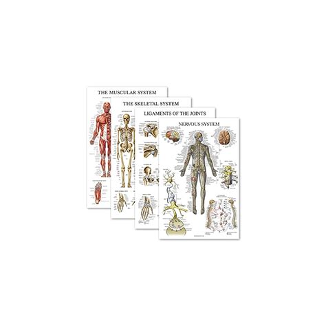 Palace Learning 4 Pack Set Poster Anatomi Indonesia Ubuy