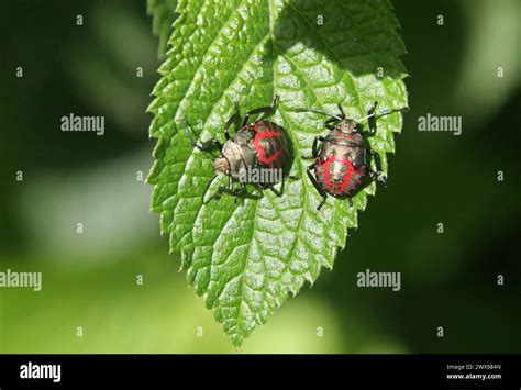 Blue Shieldbug Nymph Zicrona Caerulea Pentatomidae Hemiptera Costa
