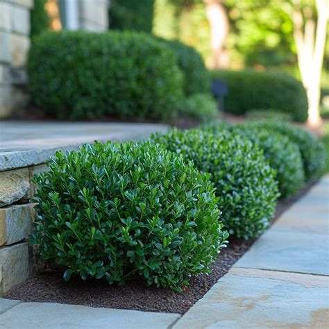 Morris Dwarf Boxwood Used For Borders And Low Hedges